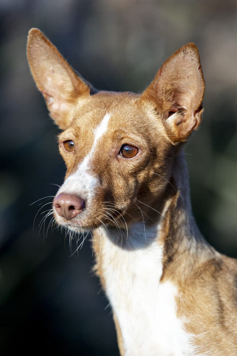 Razas españolas Podenco Andaluz - RSCE