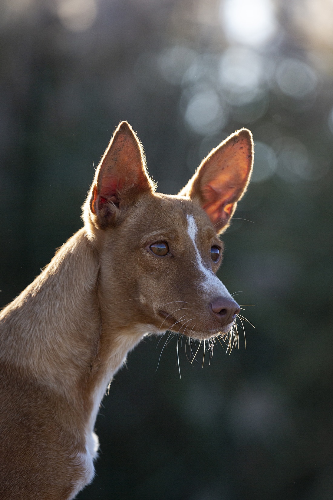 Razas españolas Podenco Andaluz - RSCE